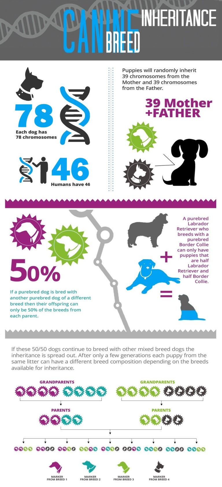 Canine Breed Inheritance | Dog Breed DNA Chart | AffinityDNA UK
